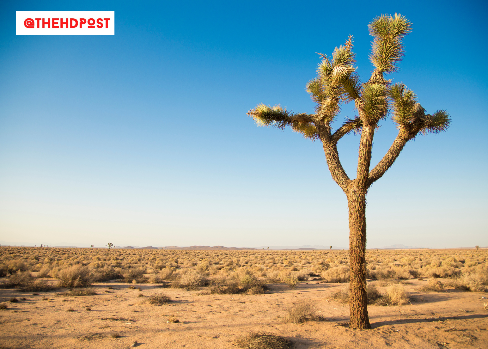 CA bill proposes to protect Joshua Trees – also simplifies tree removal ...