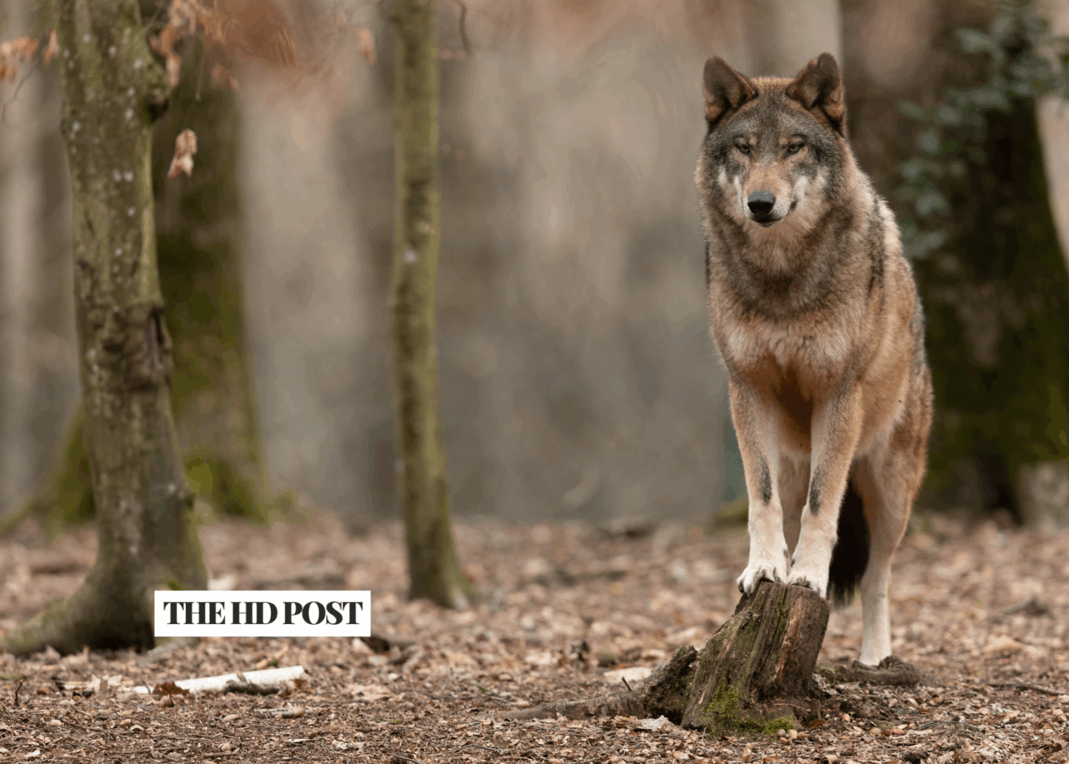 California unveils new mapping tool to track movements of wolf packs ...