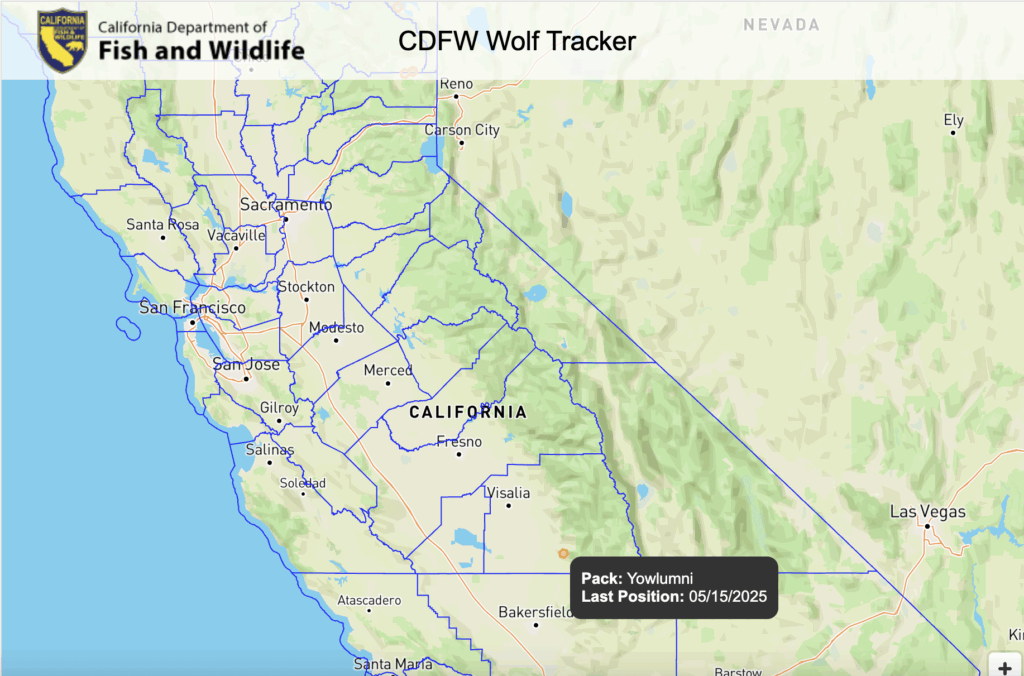 California unveils new mapping tool to track movements of wolf packs ...